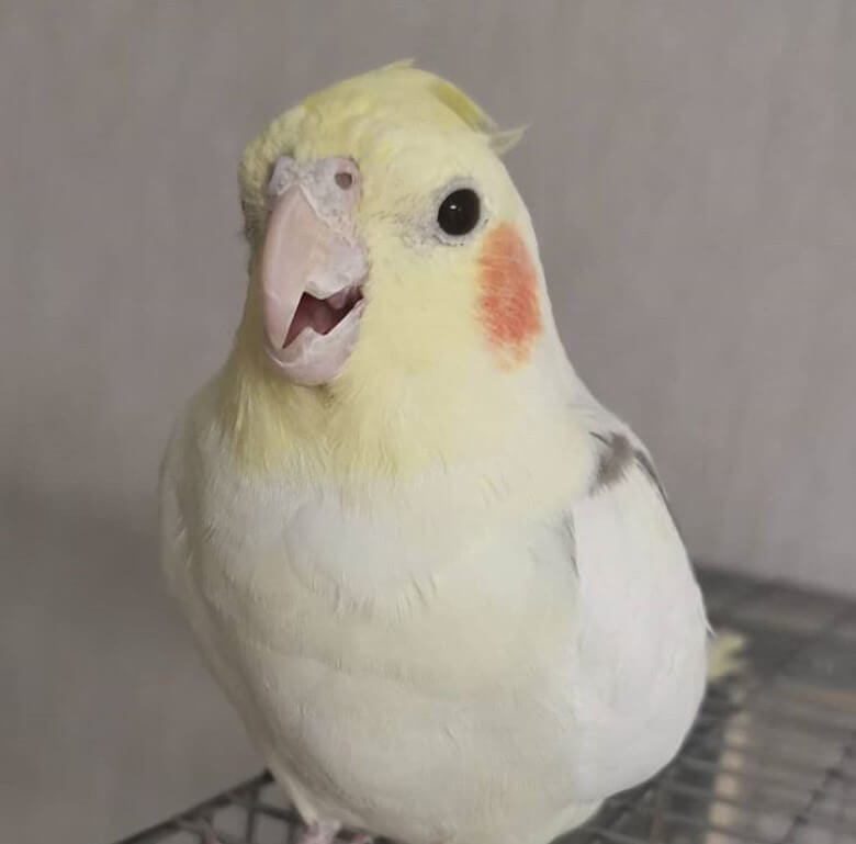 Top 500 Bird Names for Naming Your Pet Bird - PetPress