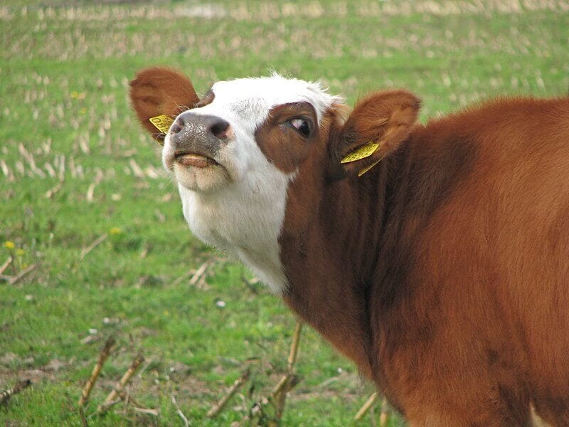 Cow Names: The 700 Most Popular Names for Cows