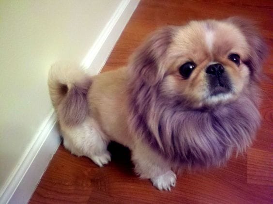 15 Best Pekingese Haircut Styles For 2021 - PetPress