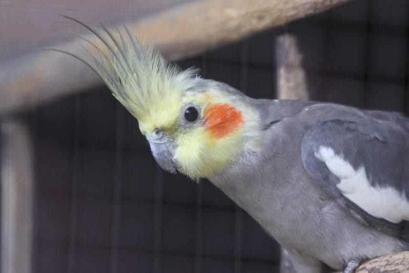 Cockatiel Names – The 300 Most Popular Names for Cockatiels | PetPress