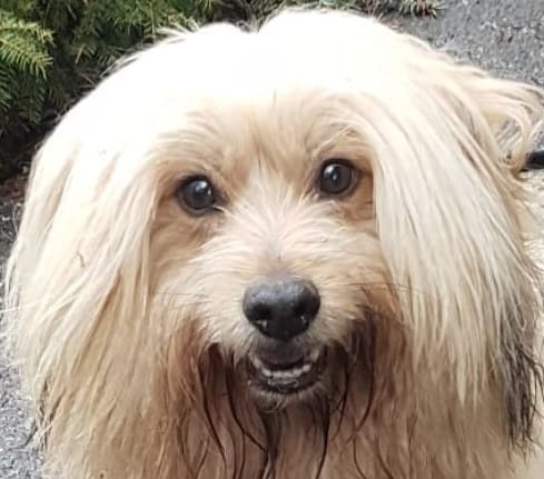 16 Coton de Tulear Mix Breeds – The Popular and Adorable Hybrid Dogs ...