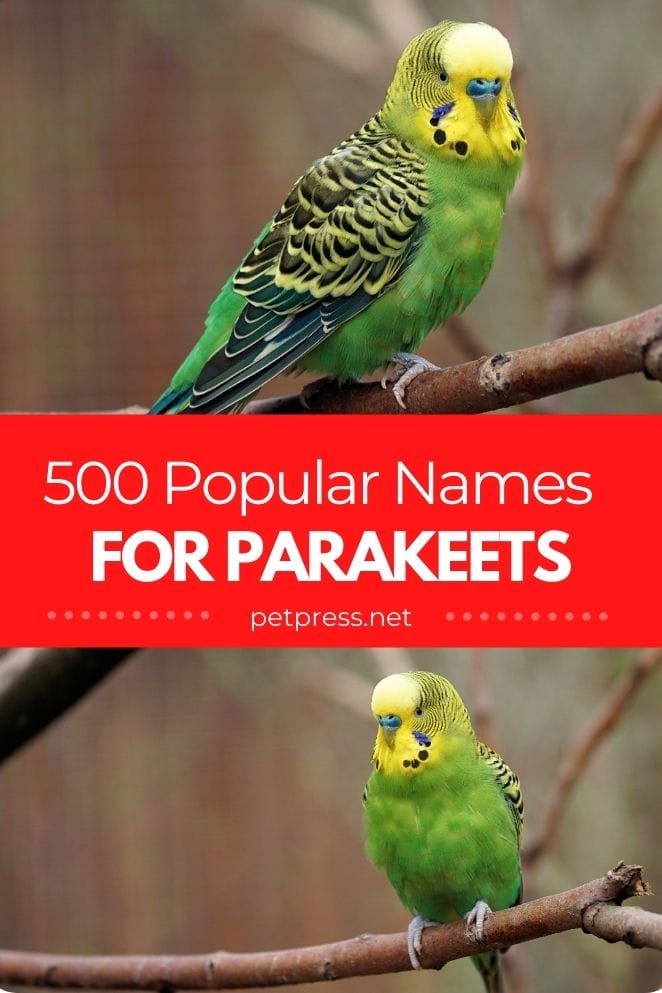 Parakeet Names – The 500 Most Popular Names for Parakeets