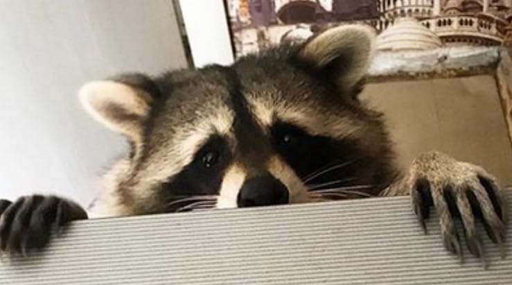14 Funny Raccoon Pictures That Will Make You Smile! - PetPress
