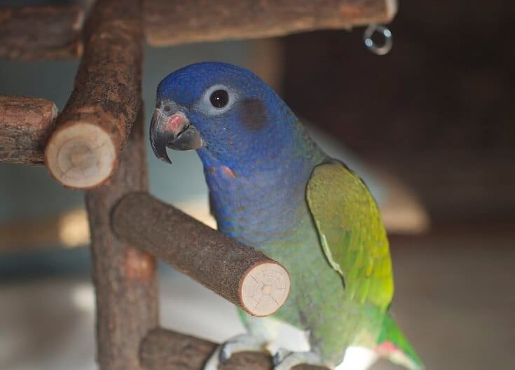 Male Parrot Names – The 200 Most Popular Names for Male Parrots