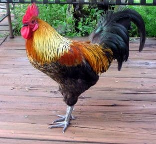 Rooster Names: 200+ Most Popular Names for Roosters - PetPress