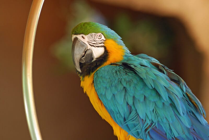 Top 500 Most Popular Male Bird Names - PetPress