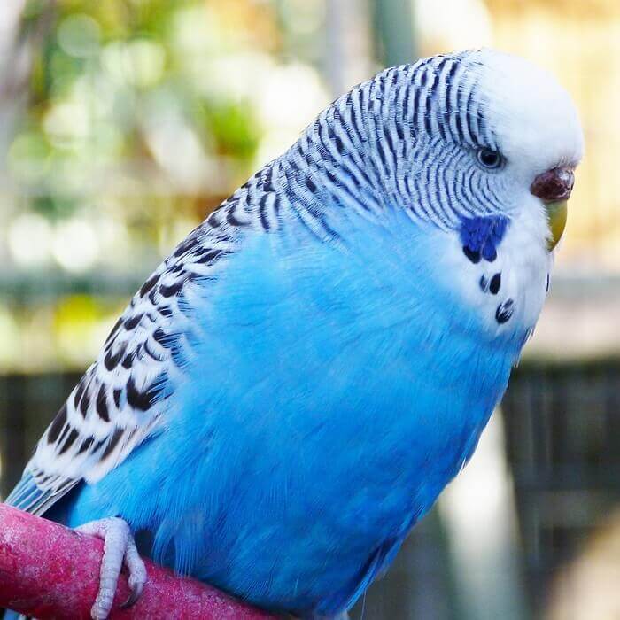 Top 130 Blue Bird Names - Unique Name Ideas For Pet Blue Bird