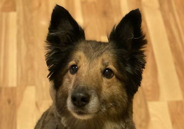 25 Shetland Sheepdog Mix Breeds – The Popular and Adorable Hybrid Dogs ...