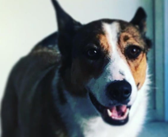 25 Shetland Sheepdog Mix Breeds – The Popular and Adorable Hybrid Dogs ...