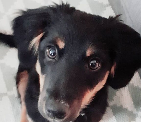 25 Shetland Sheepdog Mix Breeds – The Popular and Adorable Hybrid Dogs ...