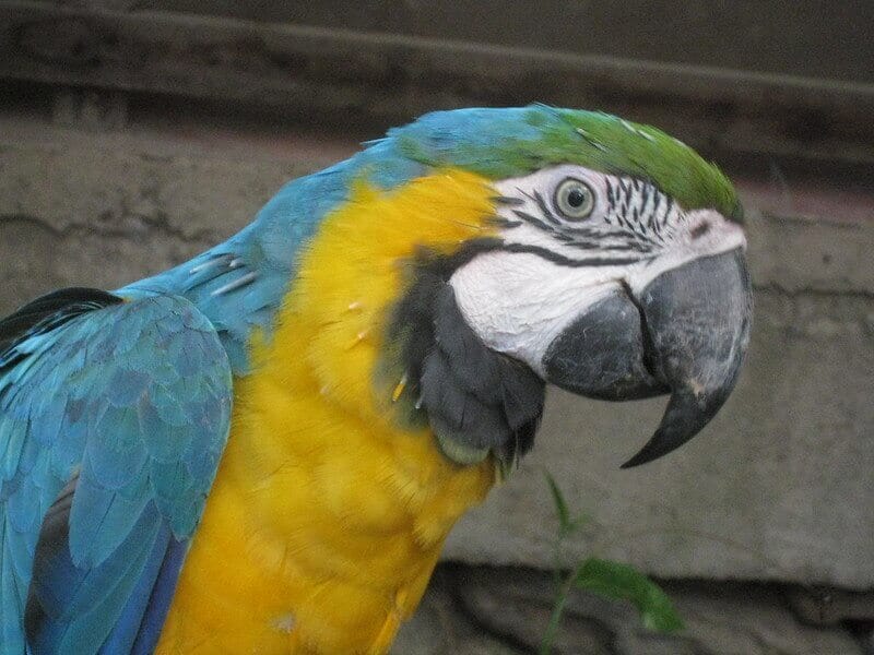 Top 300 Most Popular Female Bird Names - PetPress