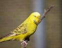 500 Most Popular Names for Budgies for Boys and Girls | PetPress