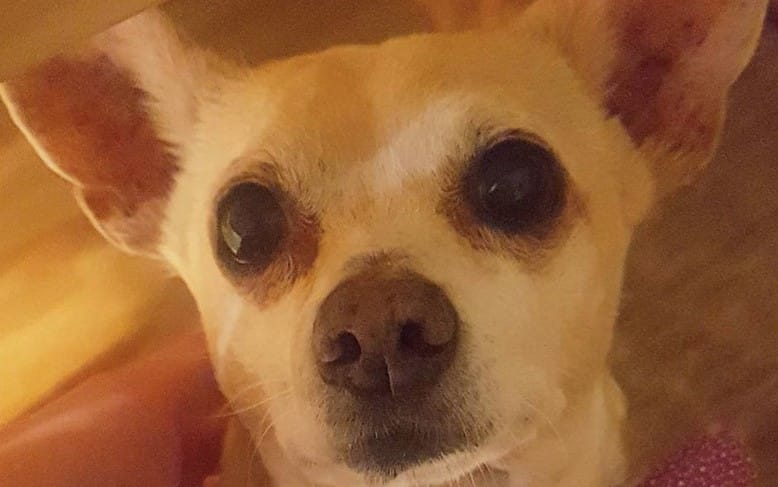 24 Times Toy Fox Terriers Mixed With Other Breeds - PetPress