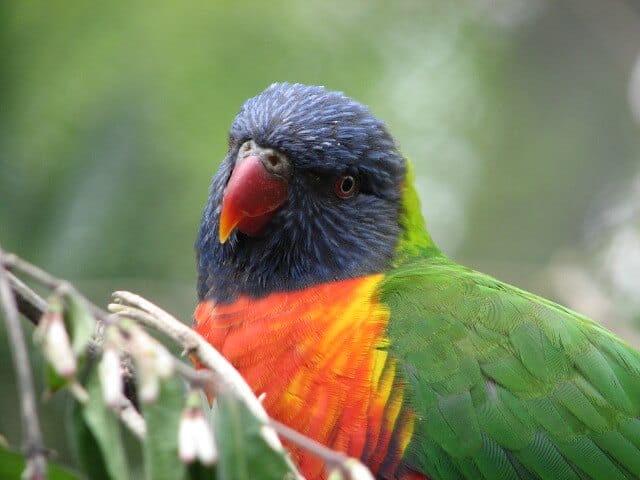 Top 500 Most Popular Male Bird Names - PetPress