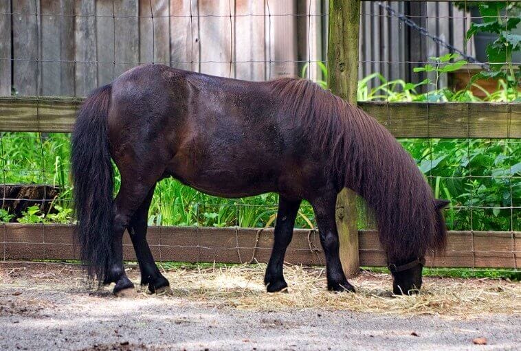 650 Best Pony Names - Good Pony Names Ideas for Your Pony - PetPress