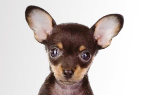 24 Times Toy Fox Terriers Mixed With Other Breeds - PetPress