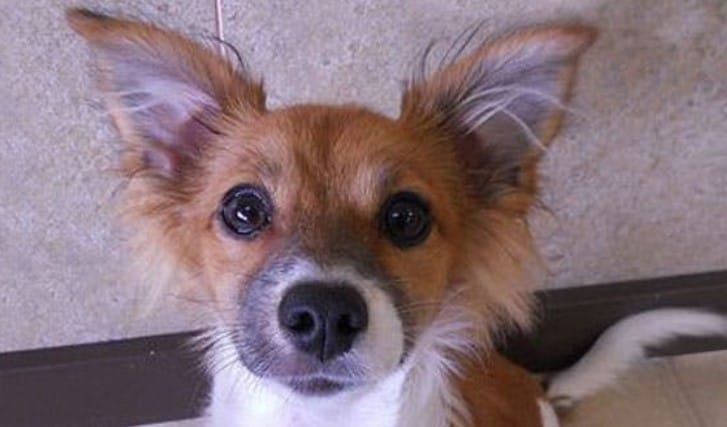 24 Times Toy Fox Terriers Mixed With Other Breeds - PetPress