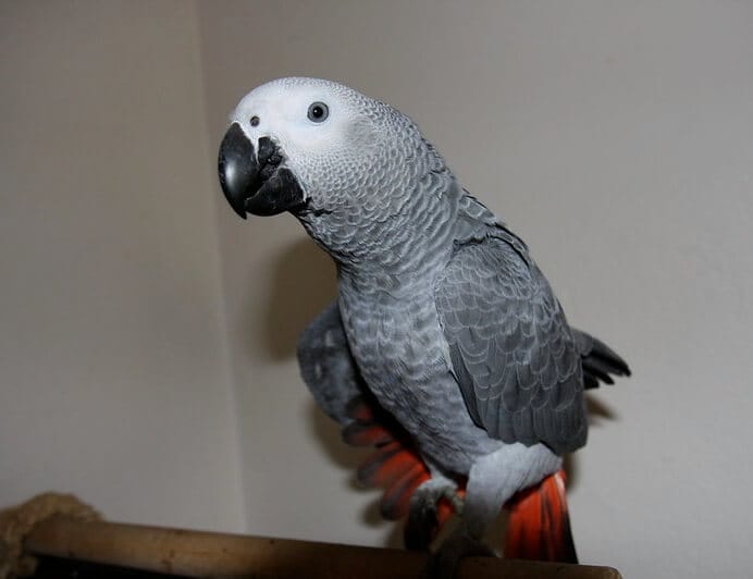 Top 300 Most Popular Female Bird Names - PetPress