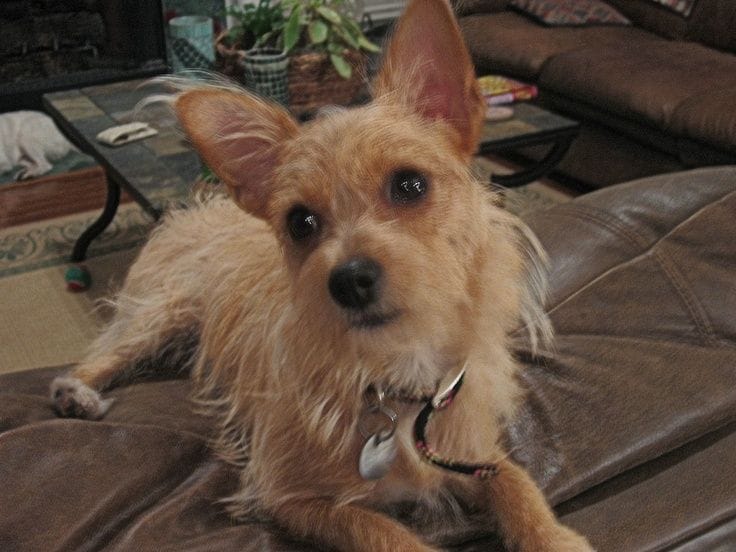 23 Cute Wire Fox Terrier Mixes That'll Melt Your Heart - PetPress