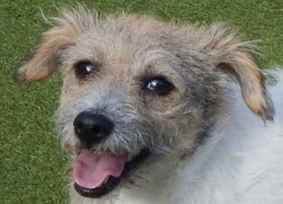 23 Cute Wire Fox Terrier Mixes That'll Melt Your Heart - PetPress
