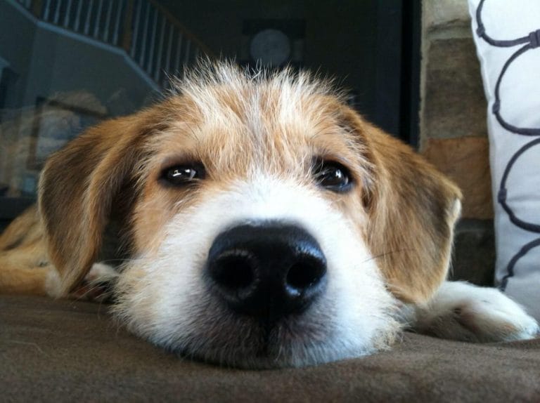 23 Cute Wire Fox Terrier Mixes That'll Melt Your Heart - PetPress