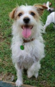 23 Cute Wire Fox Terrier Mixes That'll Melt Your Heart - PetPress