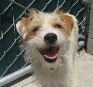 23 Cute Wire Fox Terrier Mixes That'll Melt Your Heart - PetPress