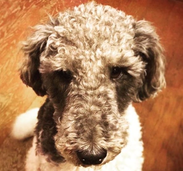 23 Cute Wire Fox Terrier Mixes That'll Melt Your Heart - PetPress