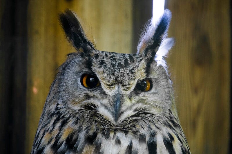 Owl Names: The 300 Most Popular Names for Owls - PetPress