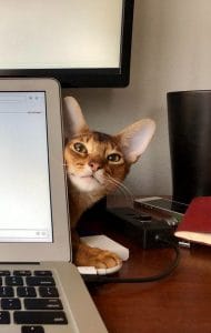 15 Funny Facts About Abyssinian Cats - Page 3 of 3 - PetPress