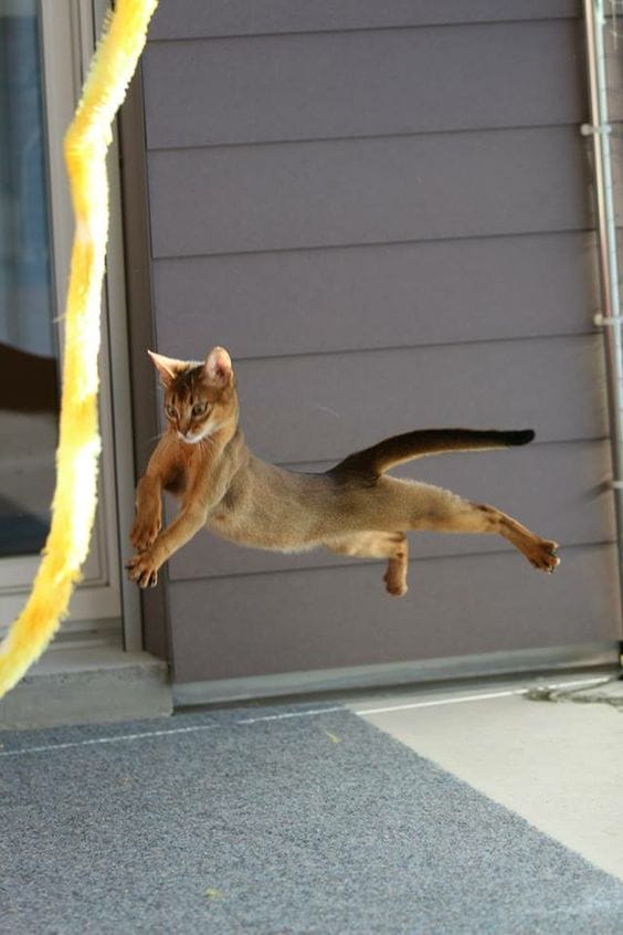 15 Funny Facts About Abyssinian Cats - PetPress