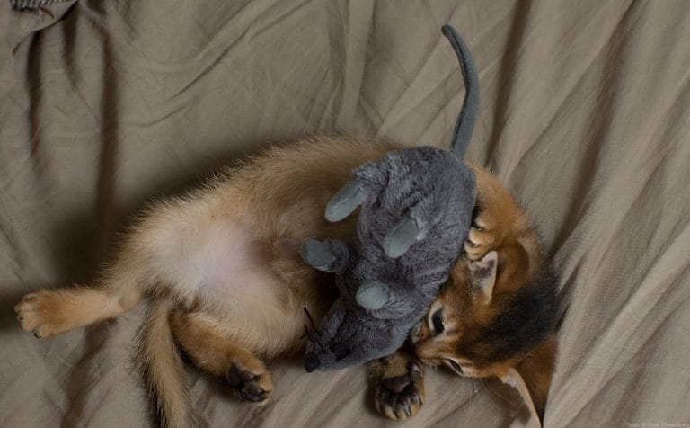 15 Funny Facts About Abyssinian Cats - PetPress