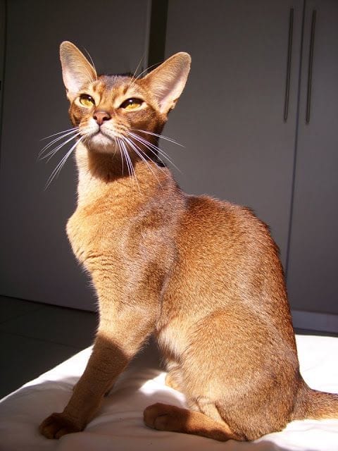 15 Fascinating Facts About Abyssinian Cats - PetPress