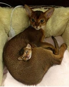 15 Funny Facts About Abyssinian Cats - PetPress