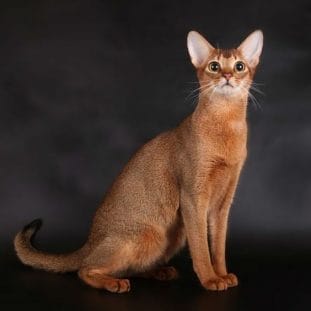 15 Fascinating Facts About Abyssinian Cats - PetPress