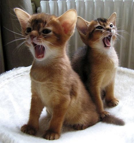 15 Funny Facts About Abyssinian Cats - Page 2 of 3 - PetPress