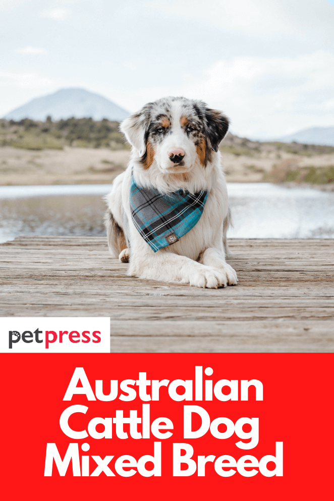 20 Australian Cattle Dog Mix Breeds – The Adorable Hybrid Dogs