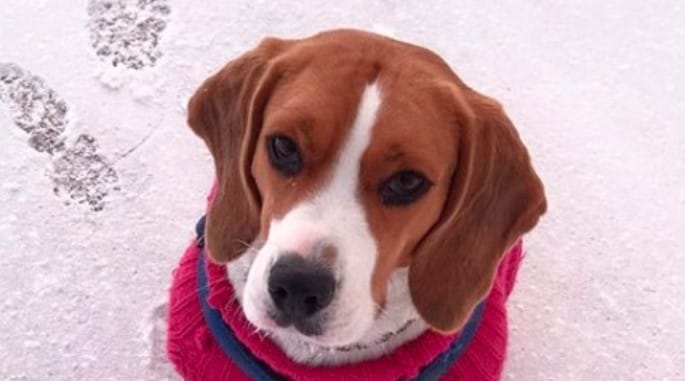 15 Beagle Nutrition Tips That You Should Know To Keep Them Healthy