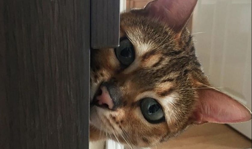14 Funny Pictures Proving That Bengal Cats are Very Curious - PetPress
