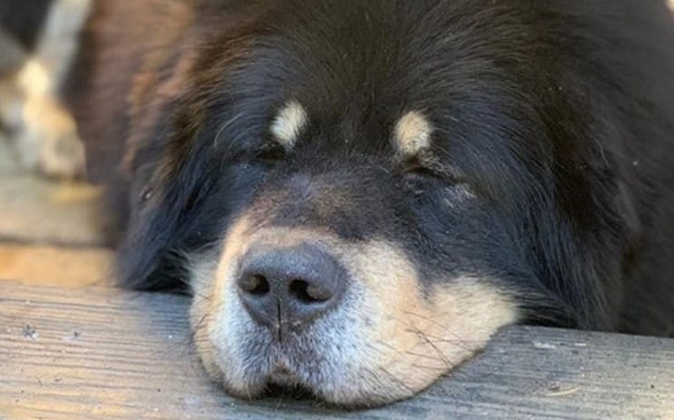 250+ Aggressive Dog Names for your Tough Puppy