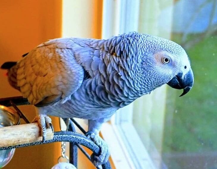 Best Pet Bird Names for Naming your Pet Bird - PetPress