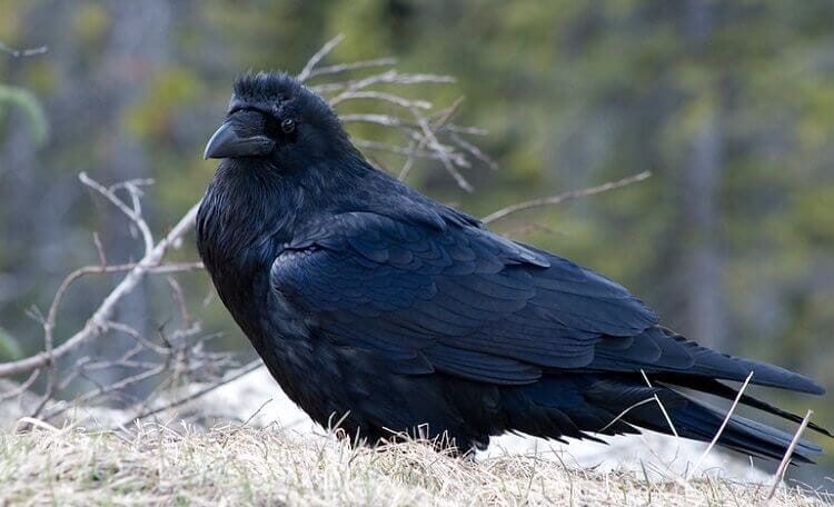 Black Bird Names - 300 Inspiring Ideas for Naming Your Black Bird ...