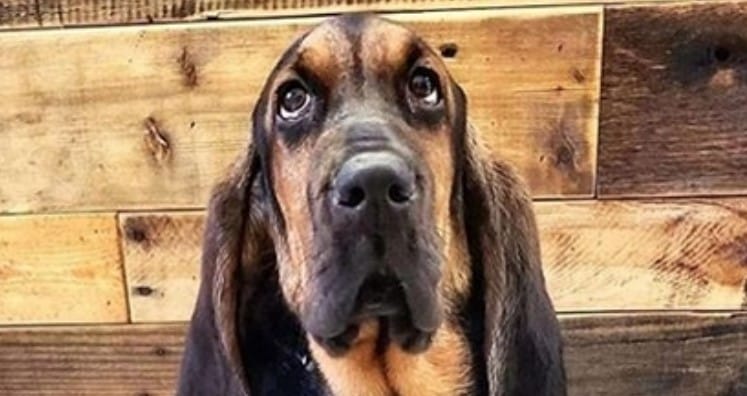 14 Funny Pictures Showing How Bloodhounds are Searching for a Soulmate ...