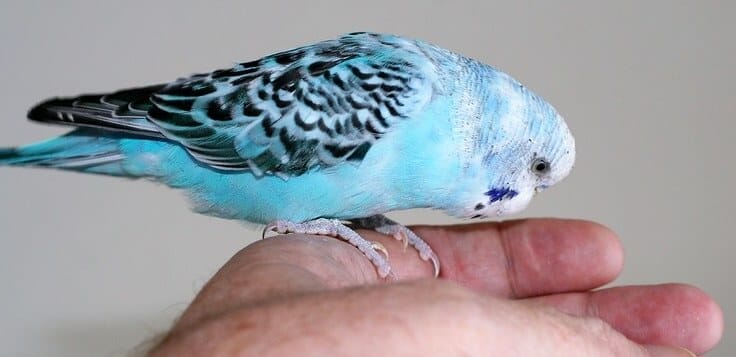 500 Most Popular Names for Budgies for Boys and Girls | PetPress