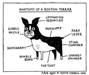 15 Funny Boston Terrier Pictures That Will Make You Love Them Even More ...