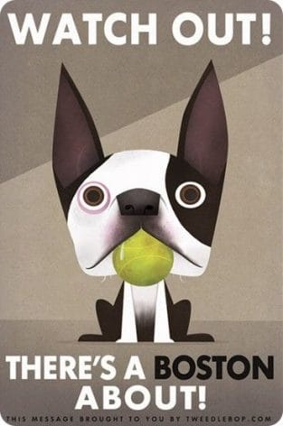 15 Funny Boston Terrier Pictures That Will Make You Love Them Even More ...