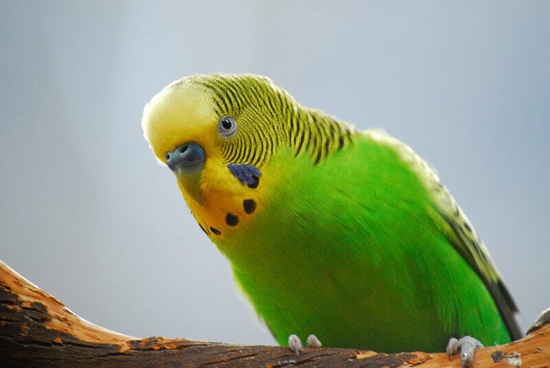 50+ Best Pirate Parrot Names | Famous Pirate Names For A Parrot