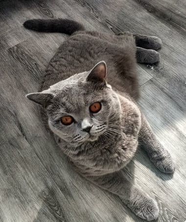 32 Perfect Female Cat Names for Gray Kittens - PetPress