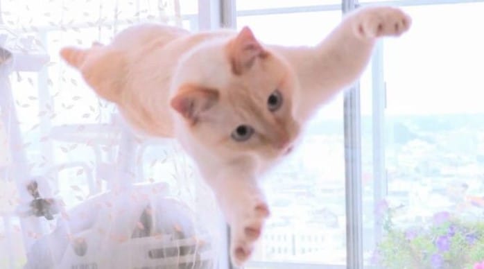 15 Evidence That Chaco the Cat From Japan Is Dancing Better Than You ...