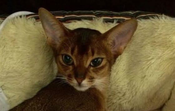 15 Funny Facts About Abyssinian Cats - PetPress